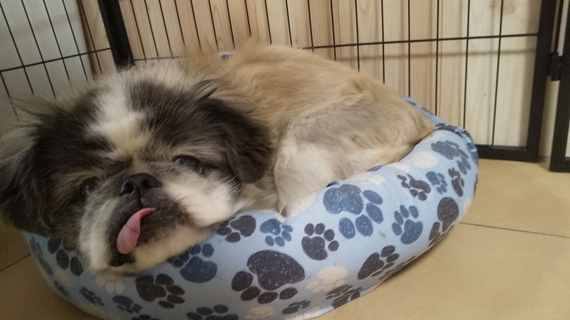 老犬ホーム☆彡: 青森の老犬ホーム Buddies